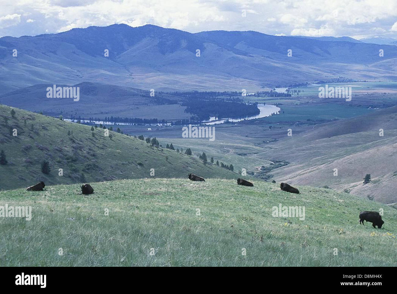 This image shows a bison grazing at the National Bison Range in the ...