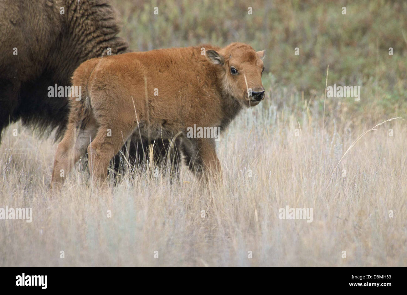 A young bison calf stands in a grassy field, displaying its light brown ...