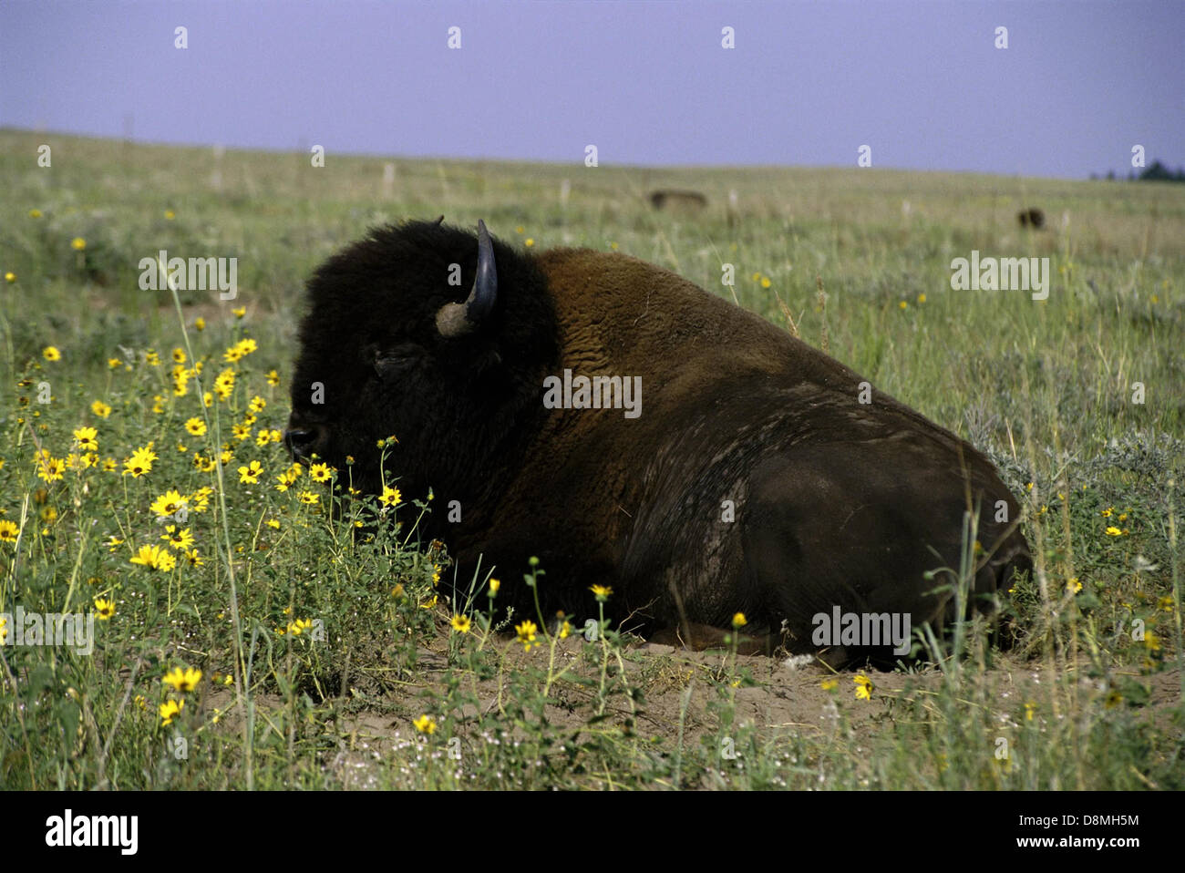 A bison grazes on the grass in a wide open field, showcasing its large ...