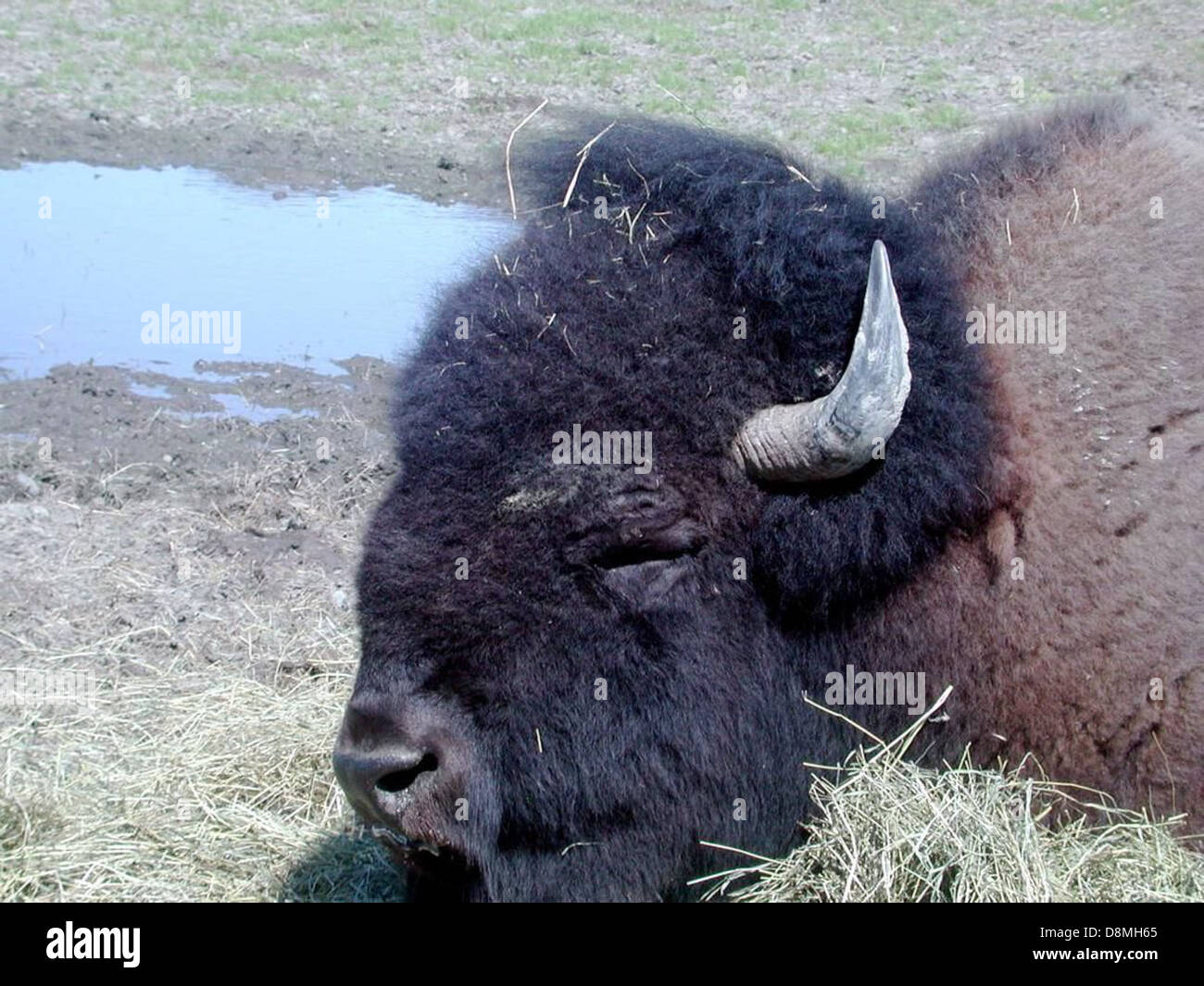 A close-up of a bison's head, showcasing the animal's thick fur, strong ...
