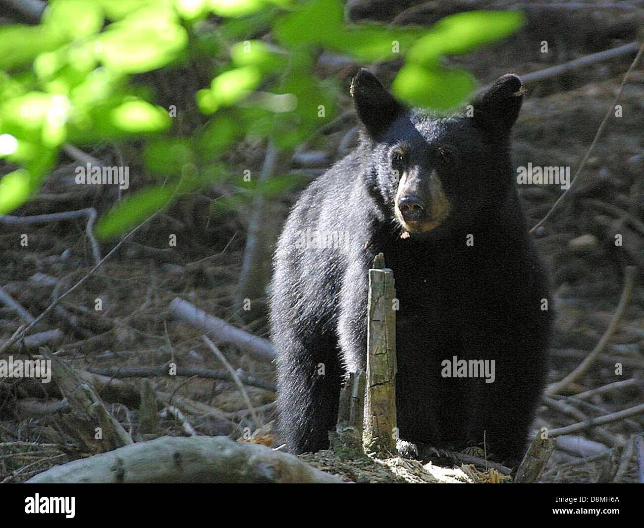 A photograph of a black bear in its natural forest habitat, captured in ...