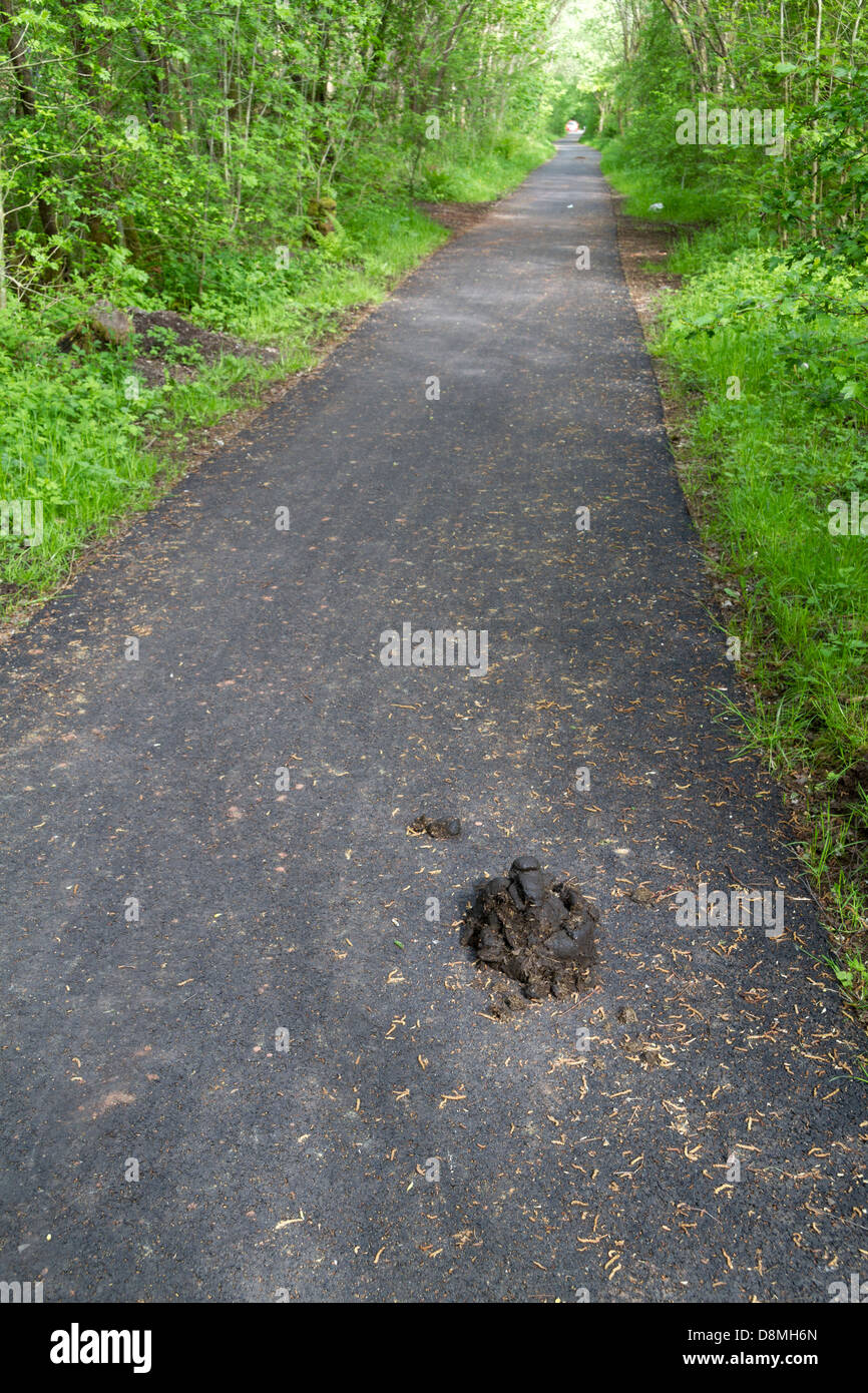 Horse manure forest hi-res stock photography and images - Alamy
