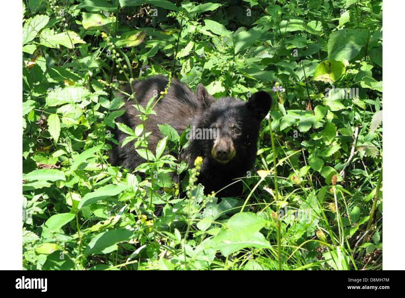 A black bear cub (Ursus americanus) is spotted in a forest setting. The ...