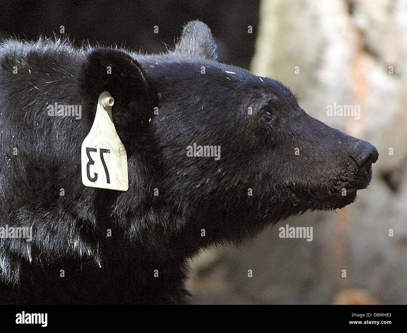 A close-up image of a black bear’s head, showing its features including ...