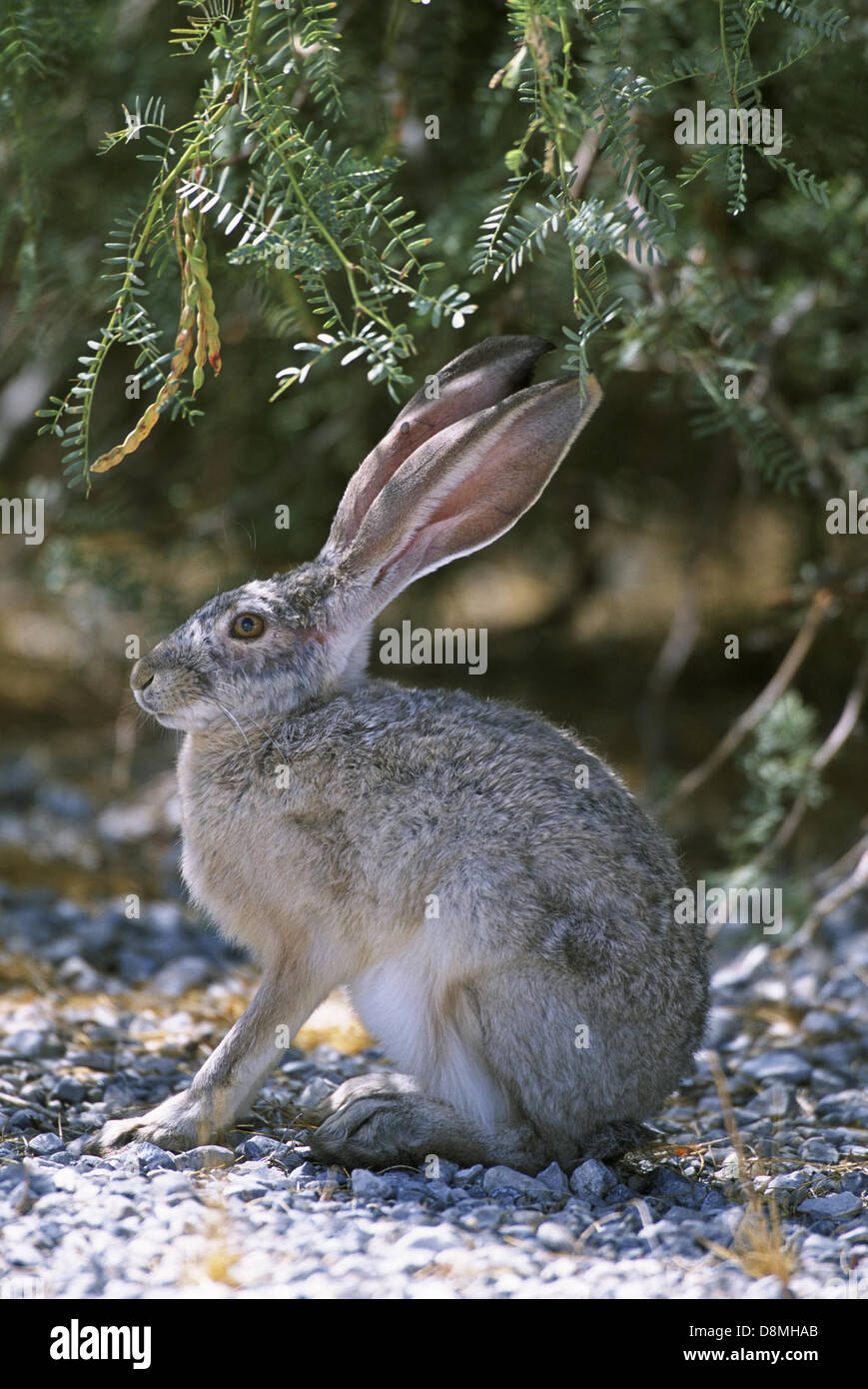 Black tailed jackrabbit Stock Photo - Alamy