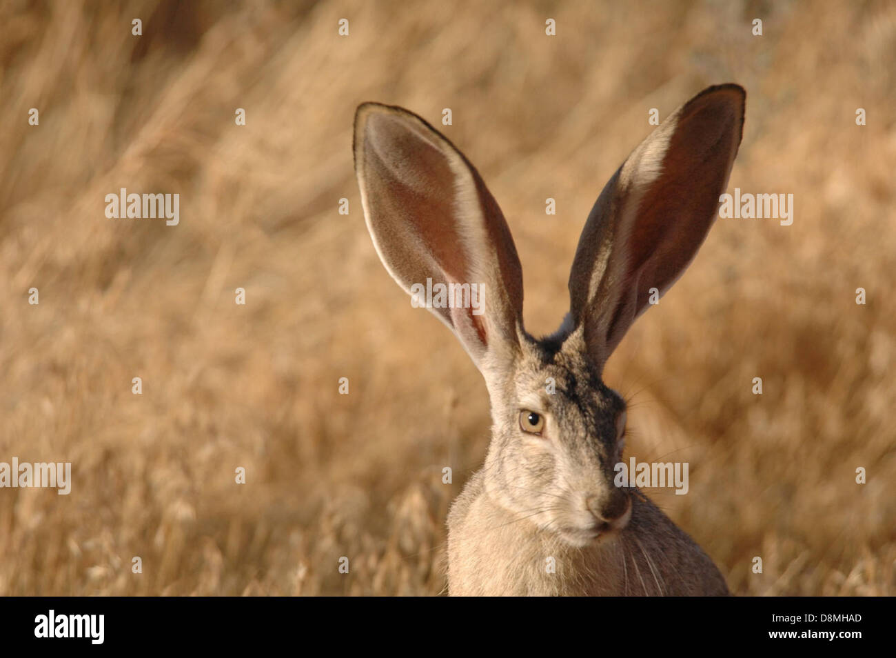 A close-up image of a black-tailed jackrabbit's face, showing its large ...