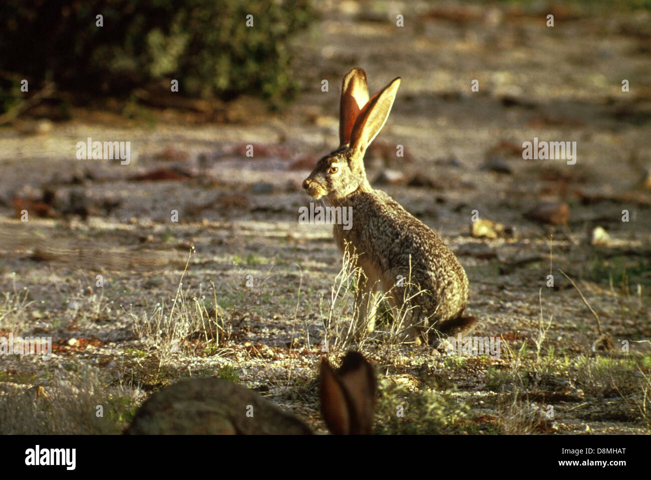 A close-up of a black-tailed jack rabbit, characterized by its long ...