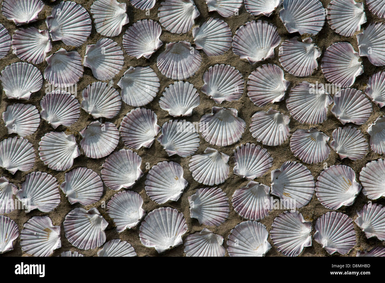 Scallop Shell Logo High Resolution Stock Photography and Images - Alamy