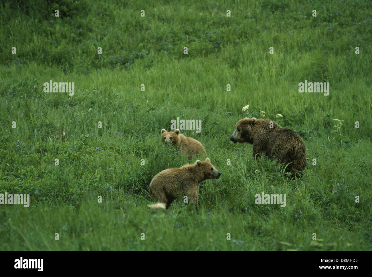 The brown bear, Ursus middendorffi, is native to the Russian Far East ...