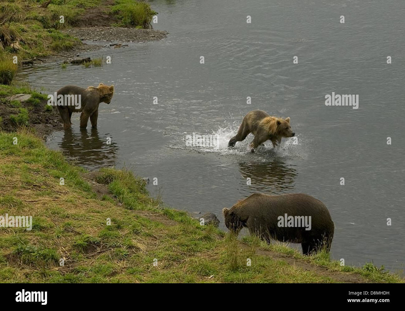 A brown bear and her two cubs are seen in a stream, fishing or foraging ...