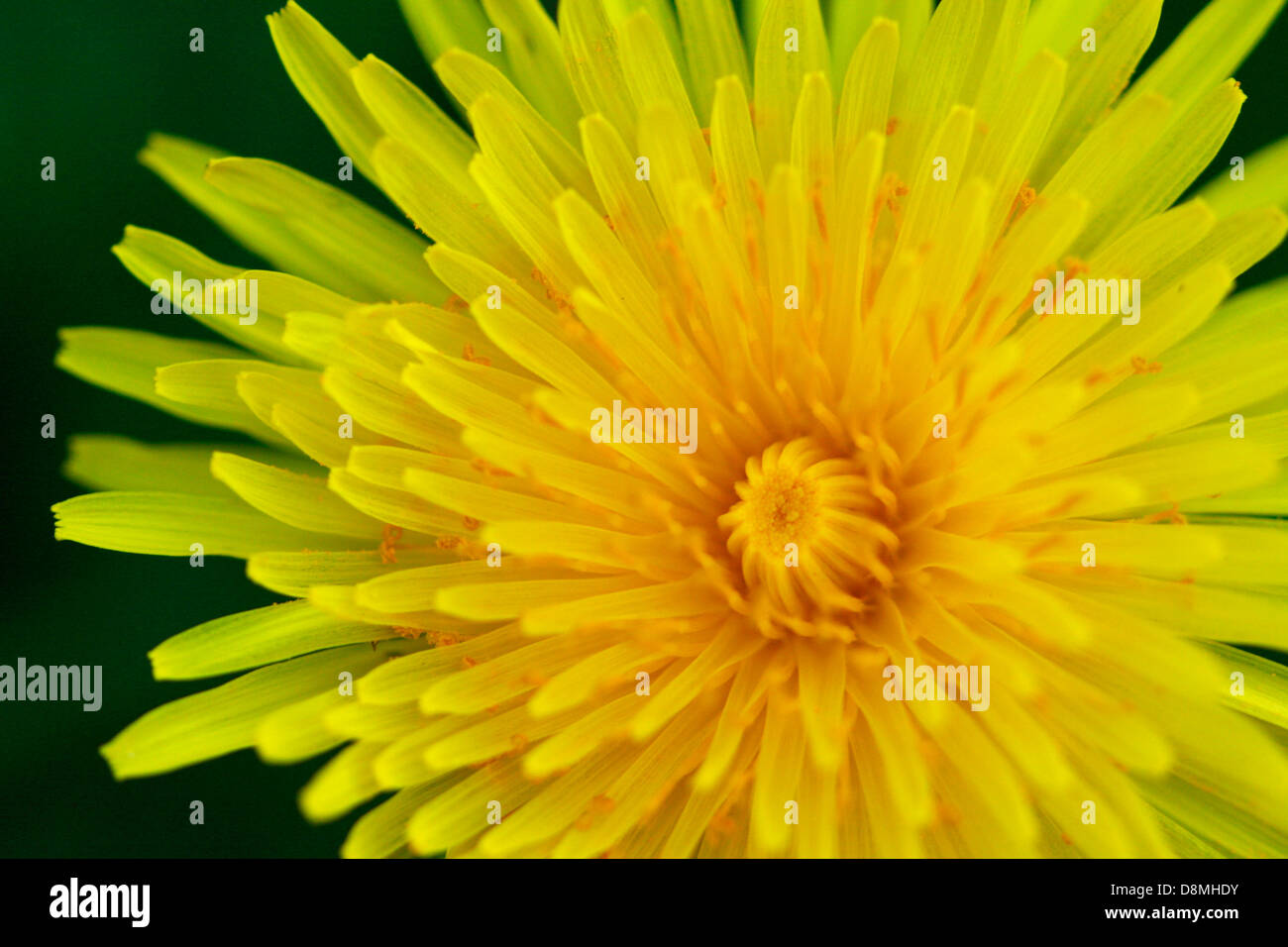Dandylion up close hi-res stock photography and images - Alamy