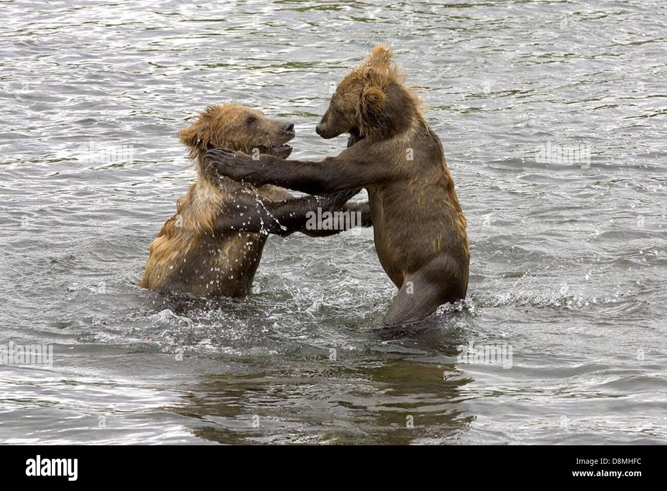 A picture of brown bear cubs playing together in their natural habitat ...