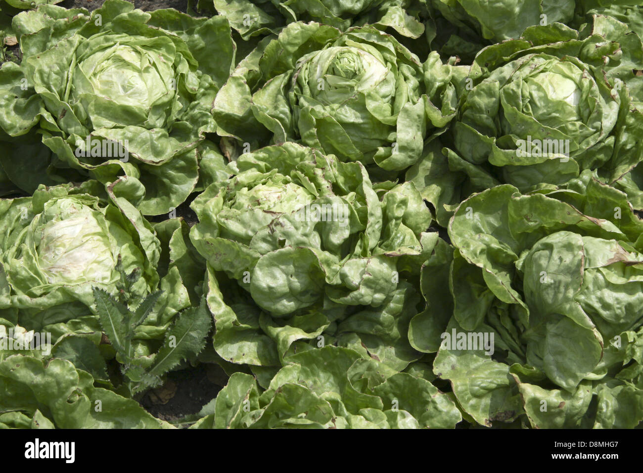 Head lettuce hi-res stock photography and images - Alamy