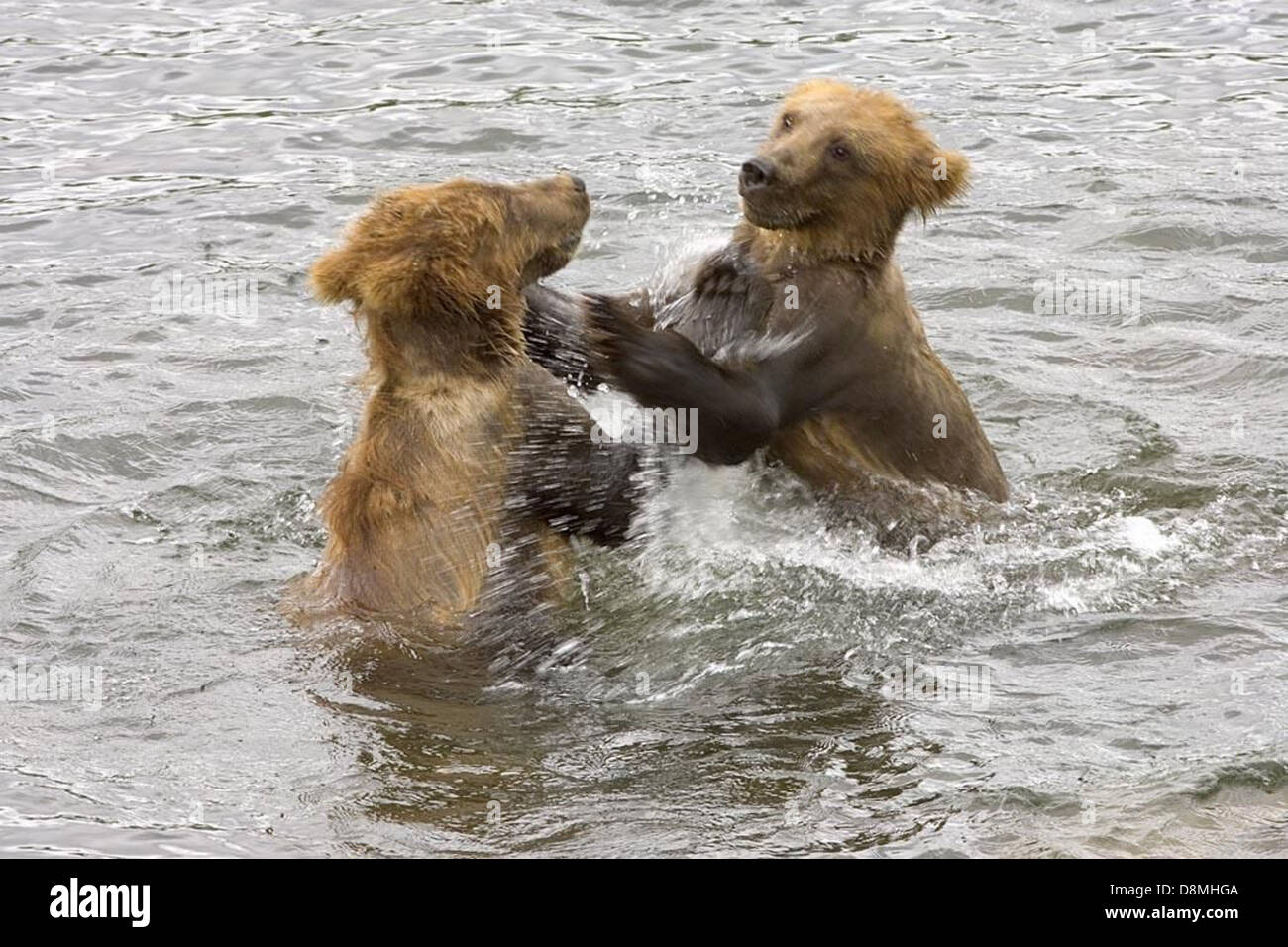 Two brown bear cubs play in a stream, their playful behavior evident as ...