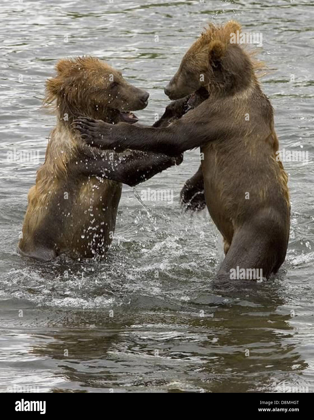 Two brown bear cubs playfully wrestling in a natural environment ...