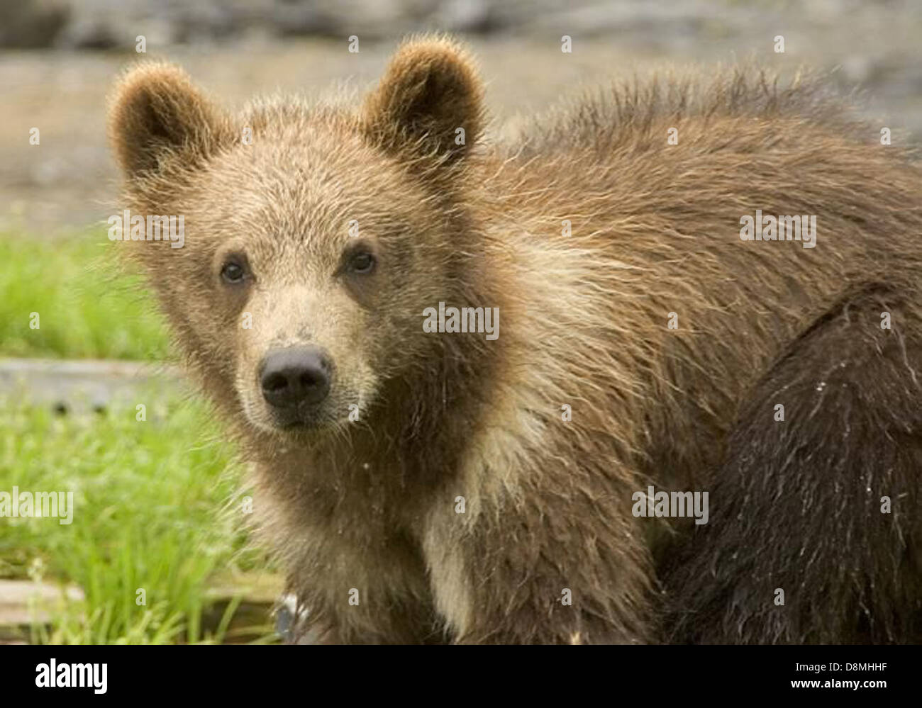 Brown bear cub head Stock Photo - Alamy
