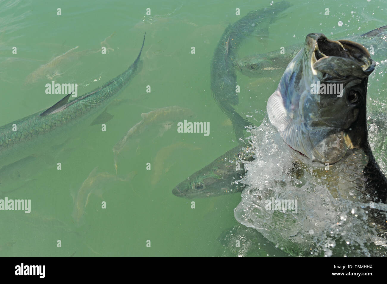 Tarpon fish jumping and swimming off the coast of Florida in the ...