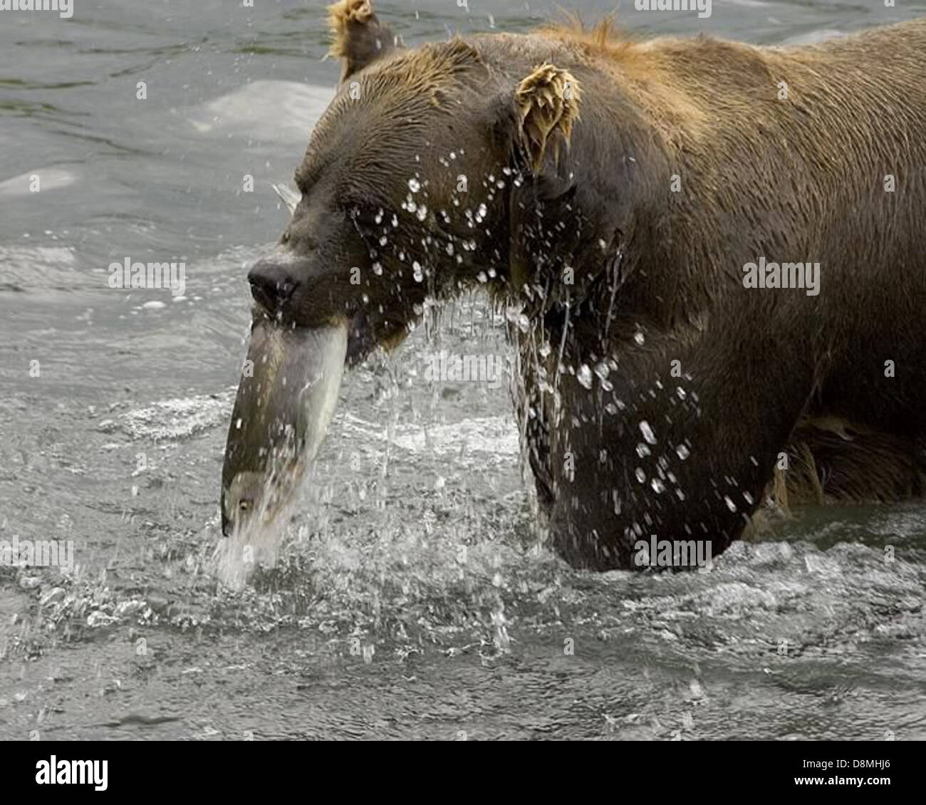 A brown bear is seen catching and eating fish in a river. The bear's ...