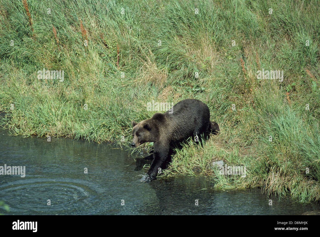 A brown bear approaches a creek, stepping cautiously from a grassy bank ...