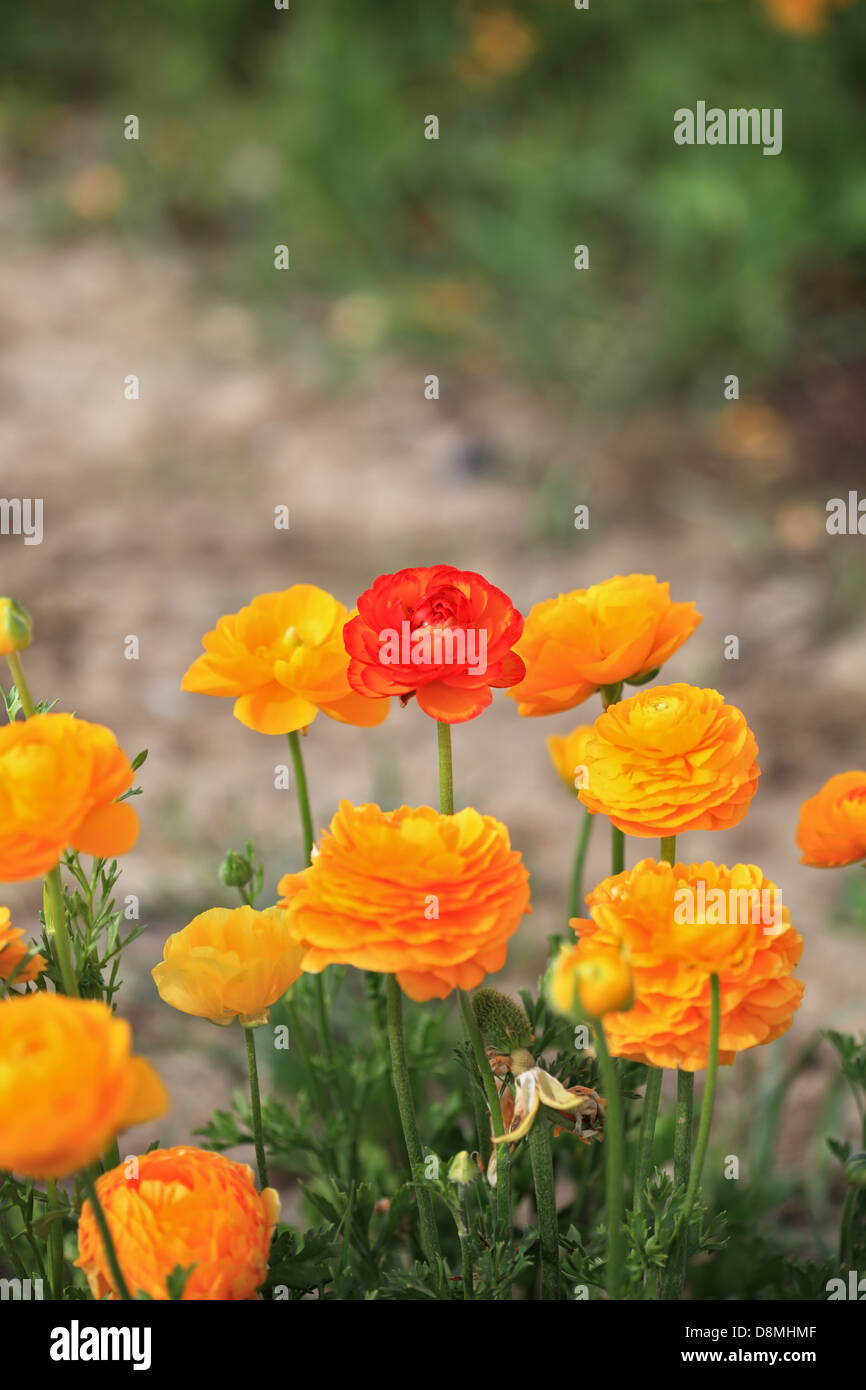 Buttercup bush hi-res stock photography and images - Alamy