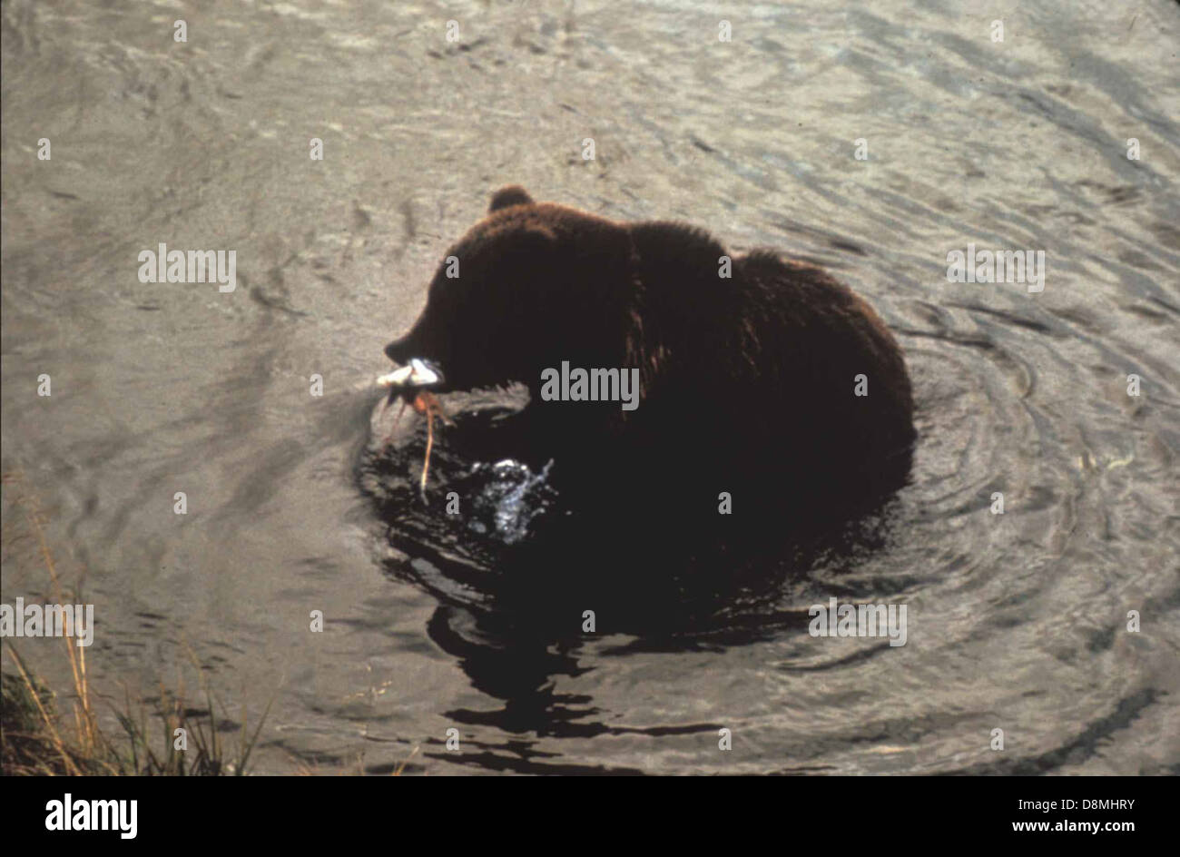 A brown bear catches a fish in its paw, displaying the bear’s hunting ...