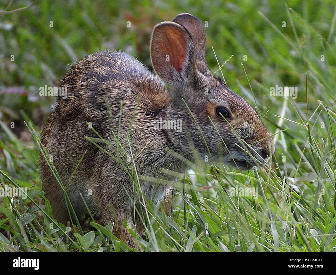 Bunny bunnies rabbits Stock Photo - Alamy