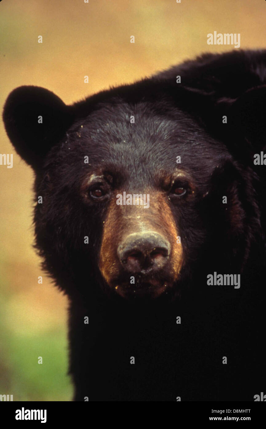 A close-up image of an American black bear's face, showing its dark fur ...