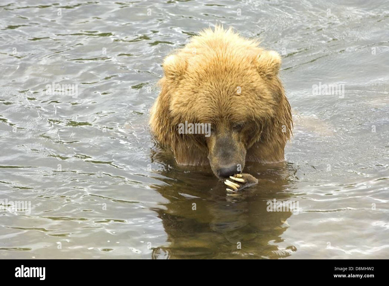 A brown bear standing in the water, focusing on its fur texture and ...
