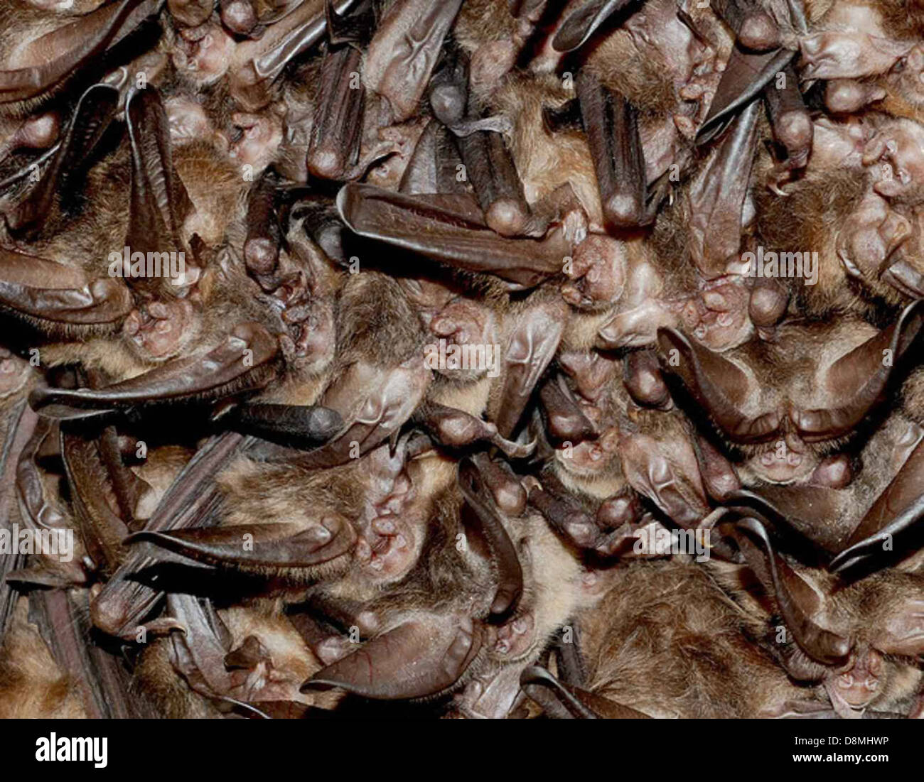 A cluster of Virginia big-eared bats hibernates together in a dark ...