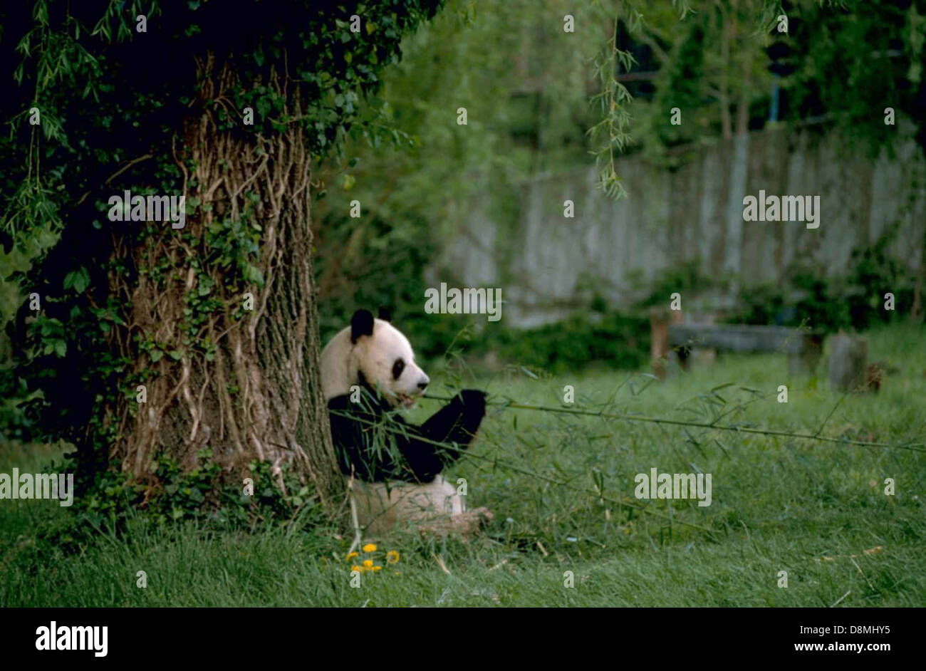 The giant panda, an endangered species, is native to China. It is known ...
