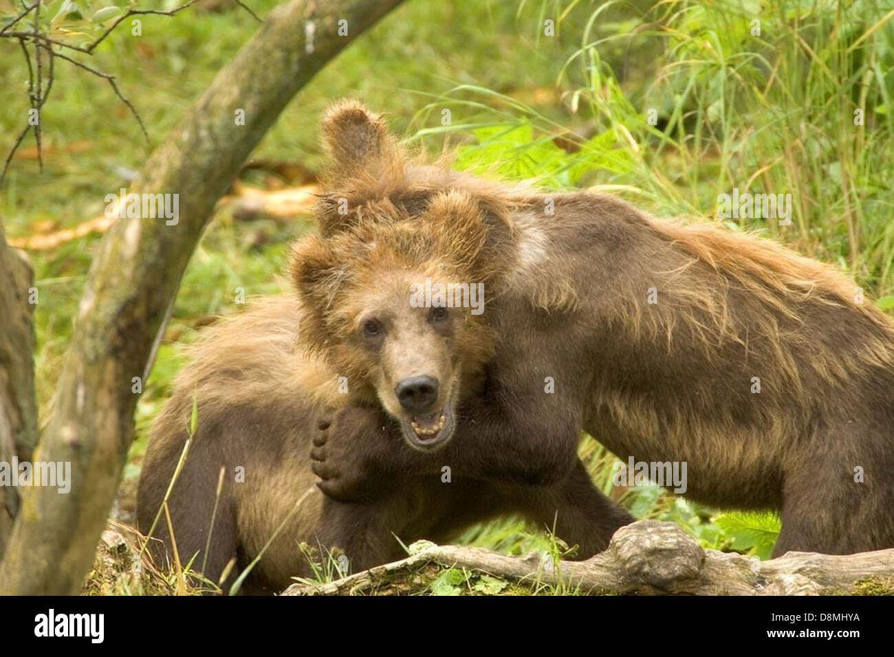 A grizzly bear in its natural habitat, displaying its large size and ...