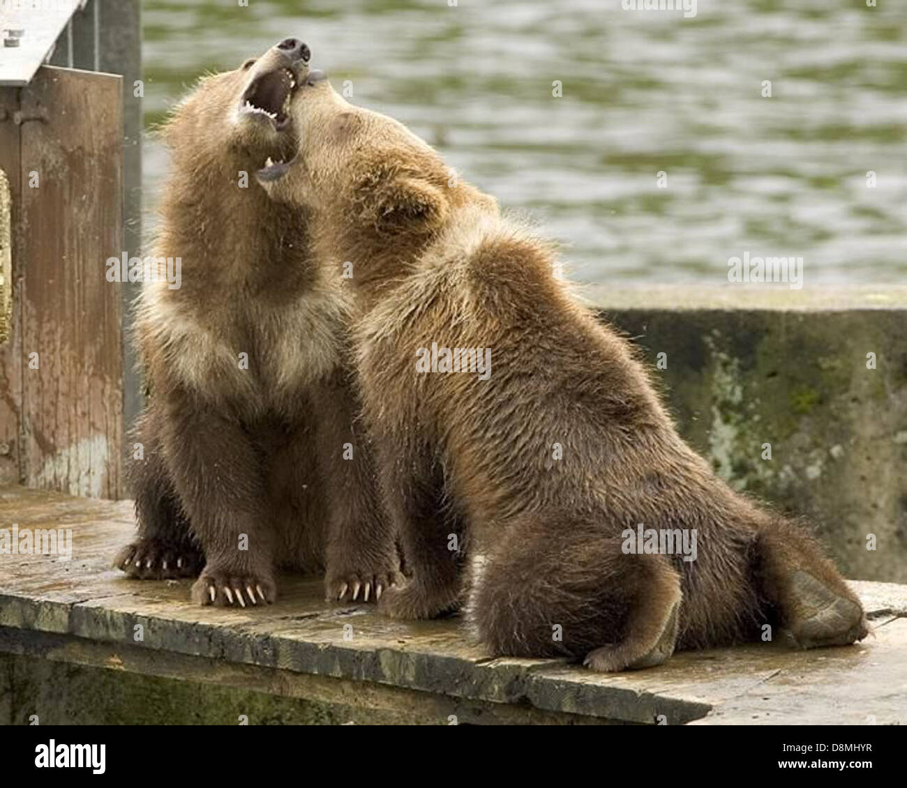 A pair of grizzly bear cubs playfully exploring their natural ...