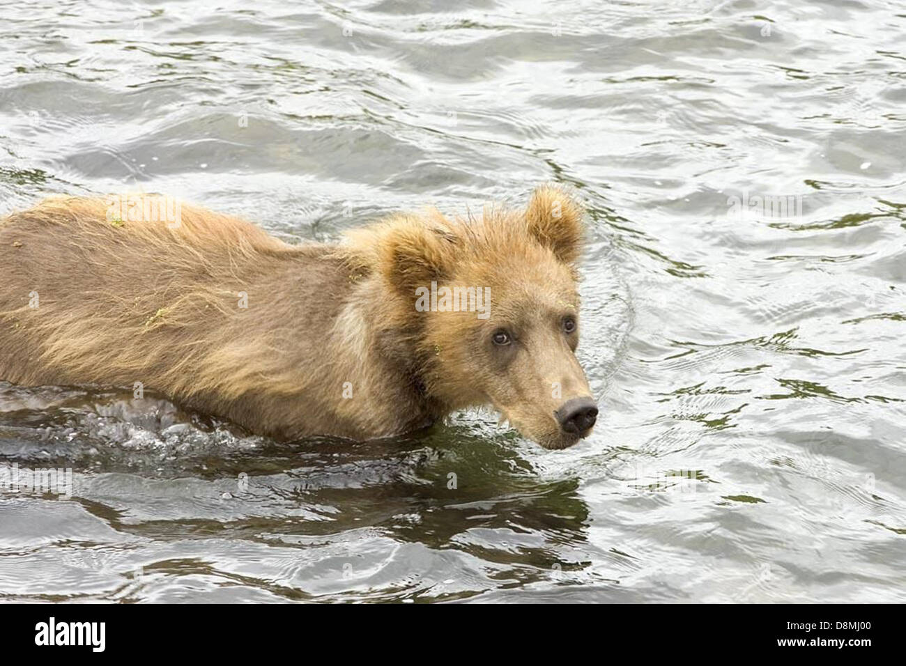A young grizzly bear cub stands in a stream, looking curiously around ...