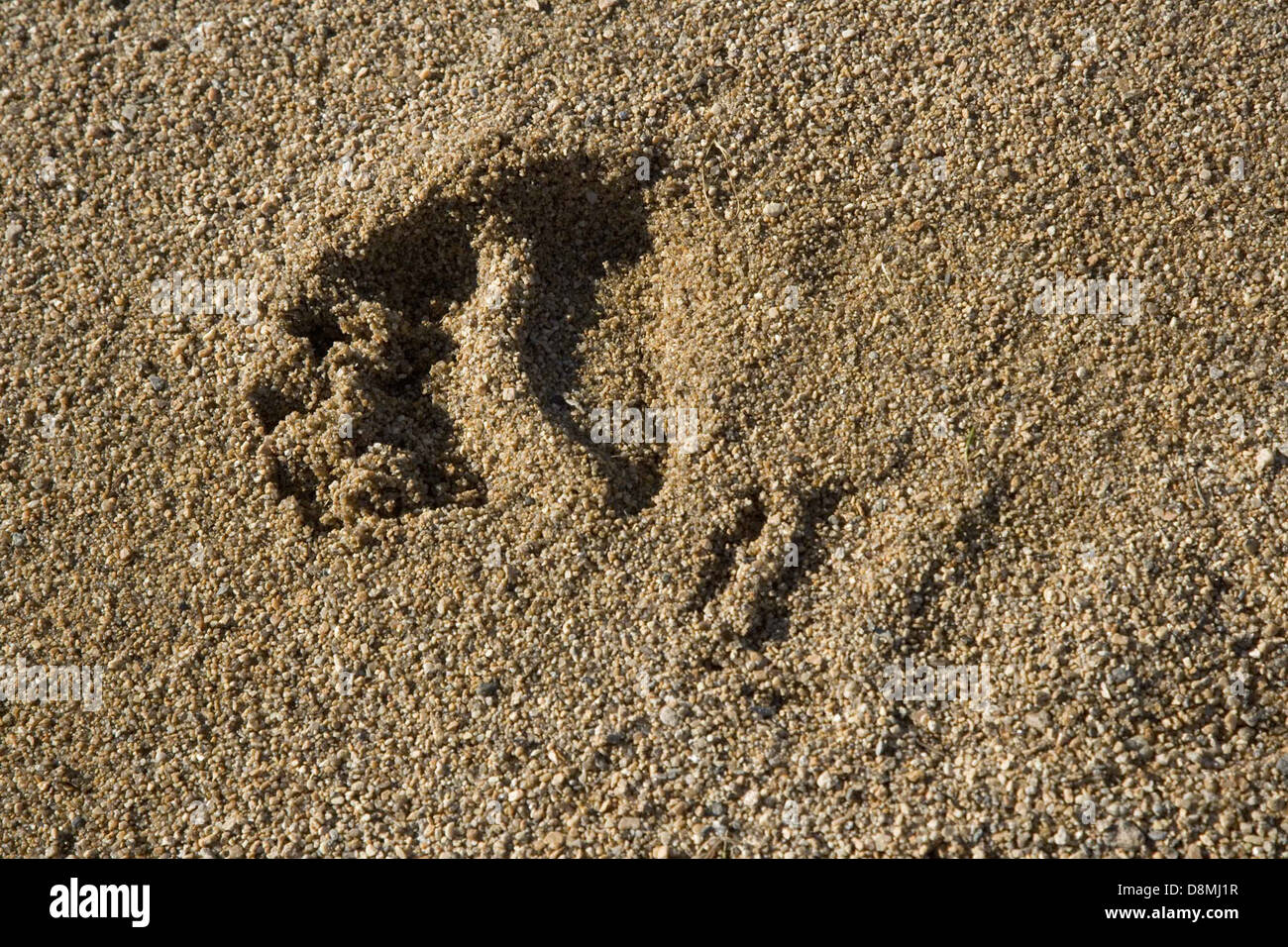 A clear grizzly bear track on the ground, showing the large paw print ...