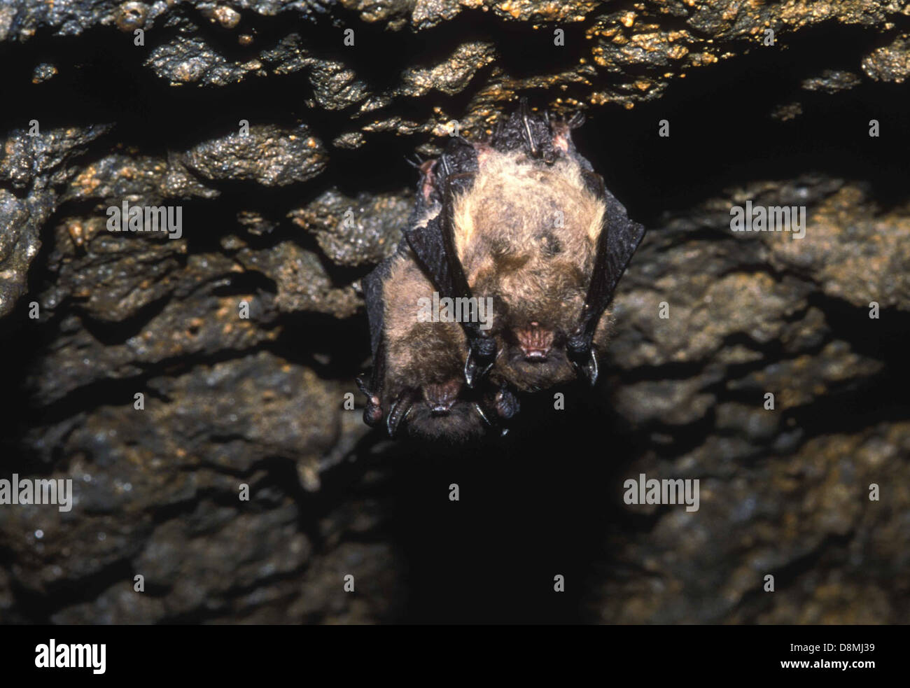 A close-up of little brown bats (Myotis lucifugus), a common species in ...