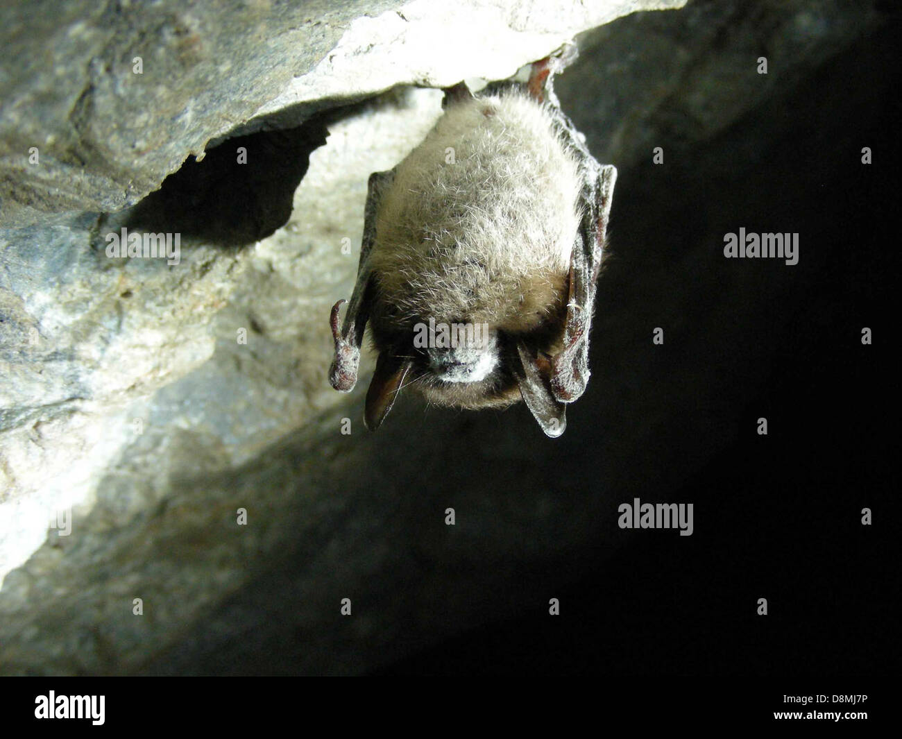 Little brown bat myotis lucifugus hi-res stock photography and images ...