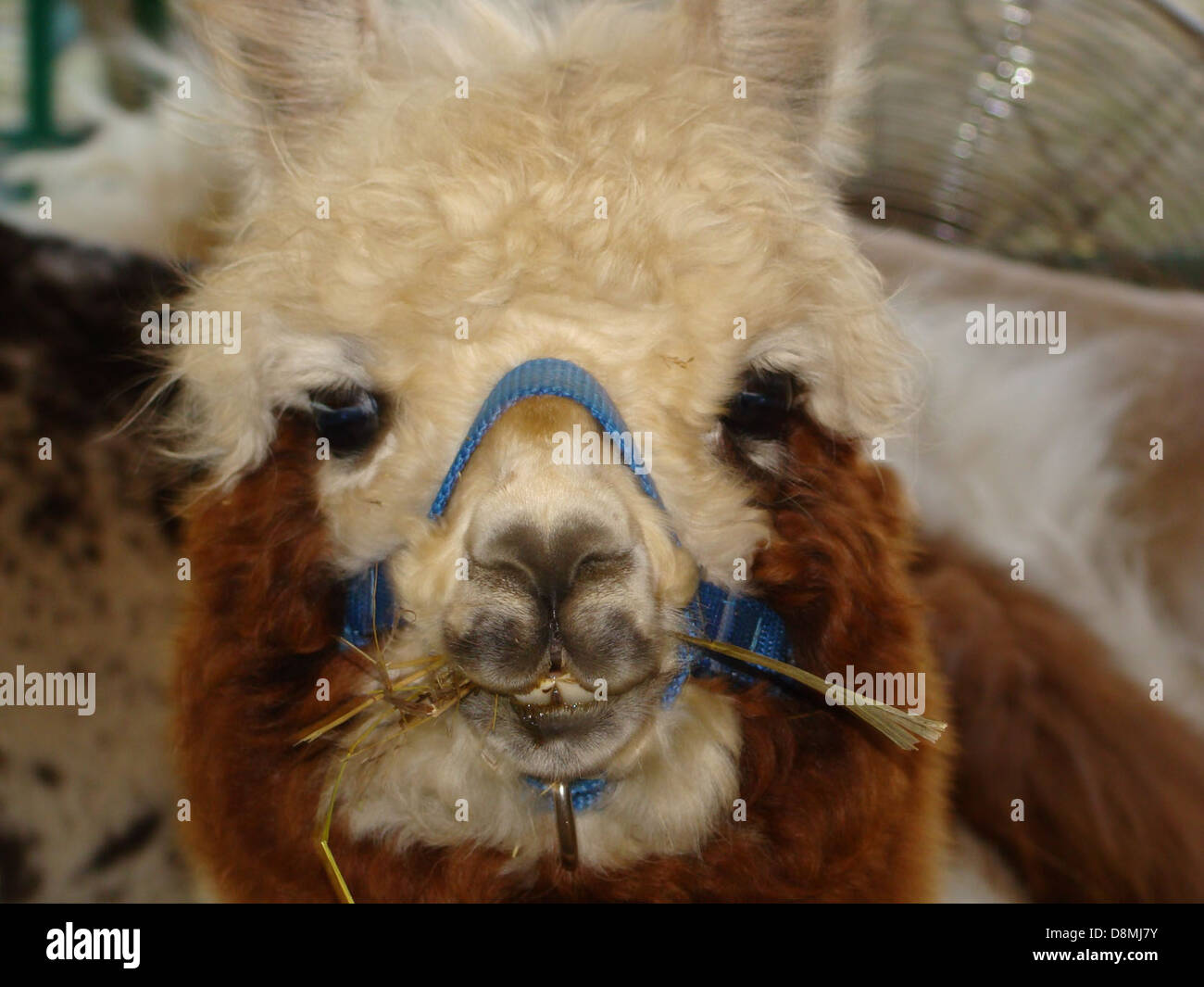 Llama alpaca animal face Stock Photo - Alamy