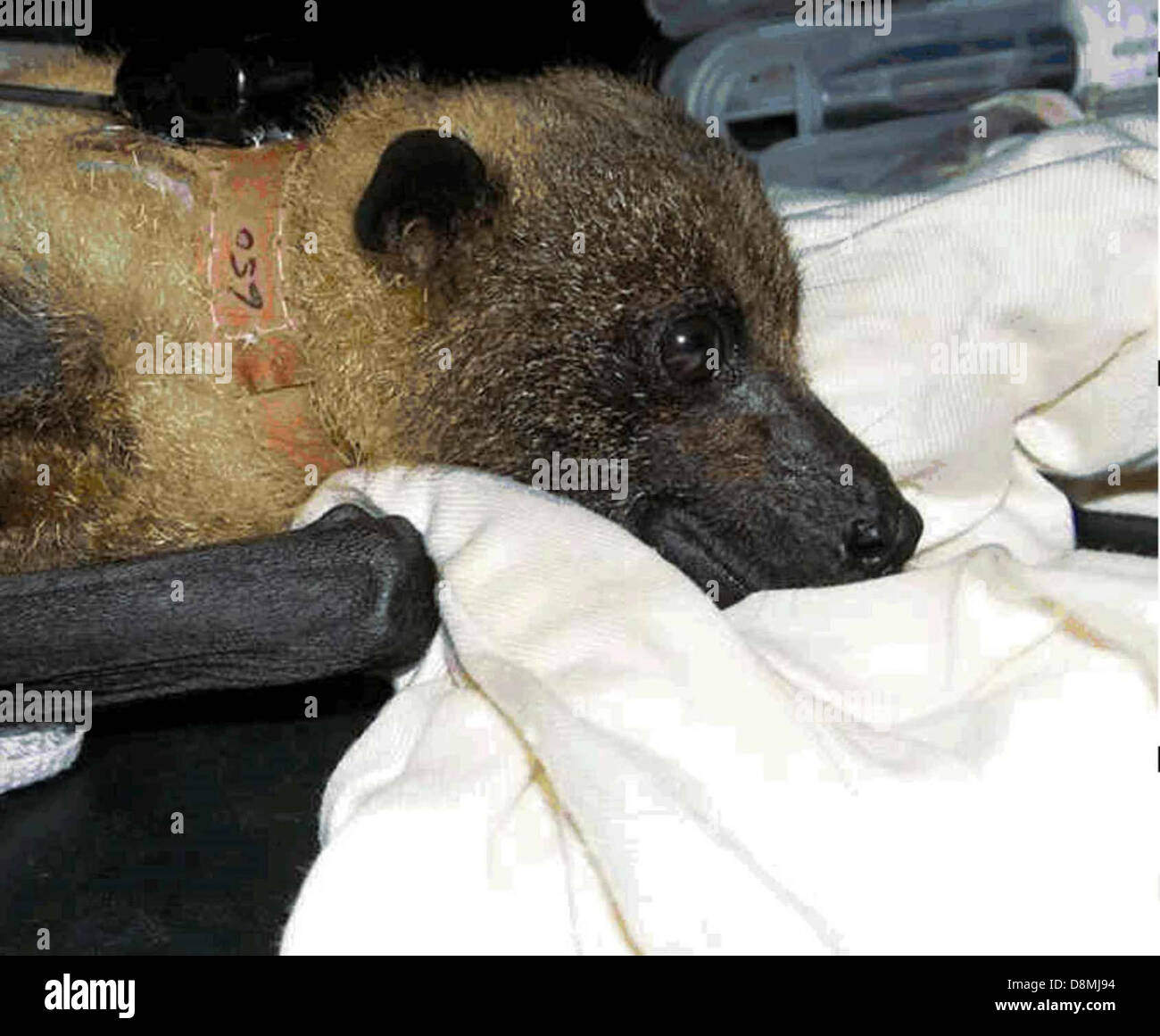 A close-up image of a Mariana fruit bat (Pteropus mariannus mariannus ...