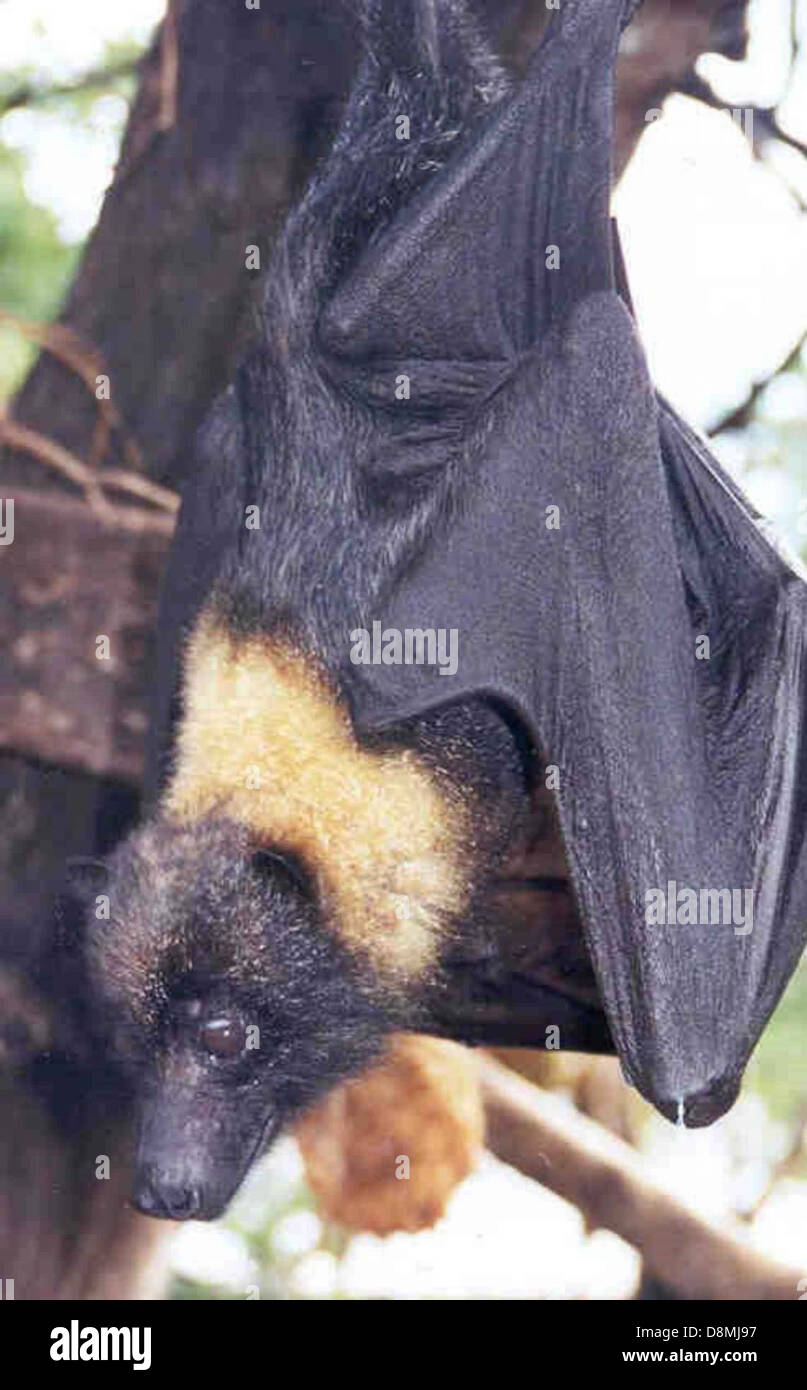 Flying fox eating fruit hi-res stock photography and images - Alamy