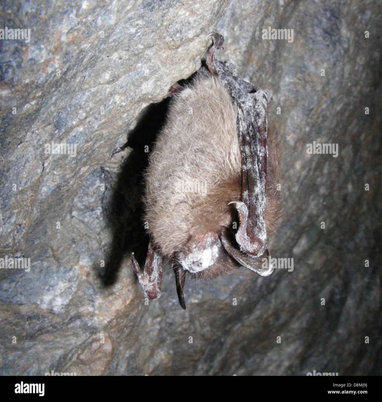 A close-up of a Myotis lucifugus, or little brown bat, a common species ...
