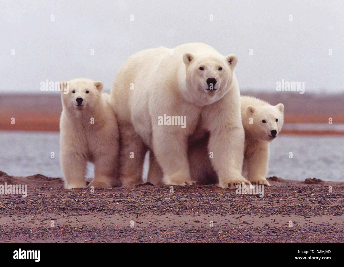 A female polar bear is shown with her young cubs, displaying the ...
