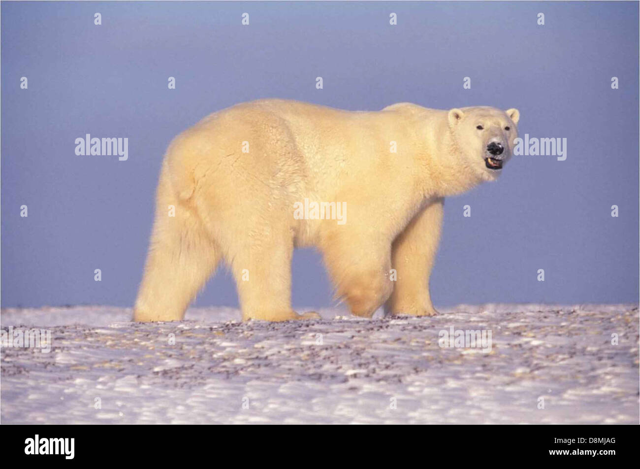 A polar bear in the Arctic region of Alaska, depicted in its natural ...