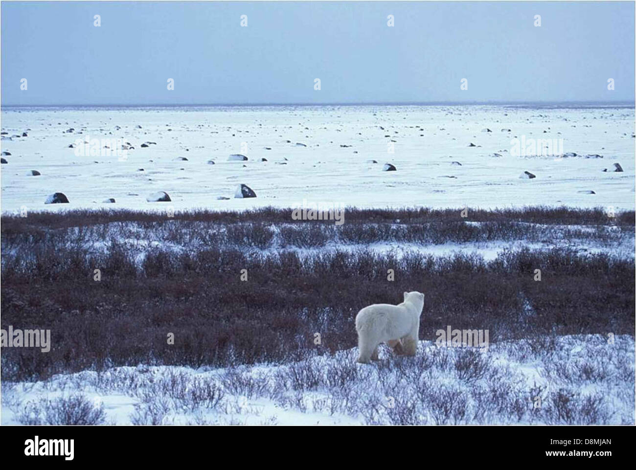 This image shows a polar bear gazing out over a barrier island along ...