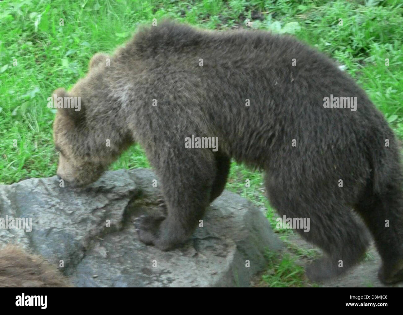 A bear sniffs the air, its nose lifted to detect scents. This behavior ...
