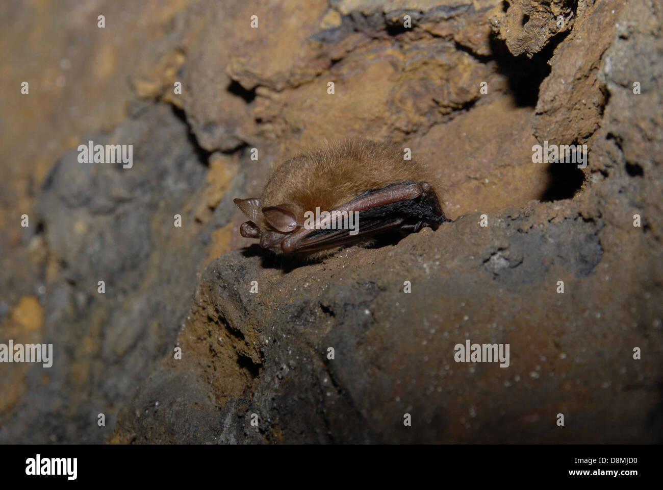 A tri-colored bat (Pipistrellus subflavus) is shown hibernating in an ...