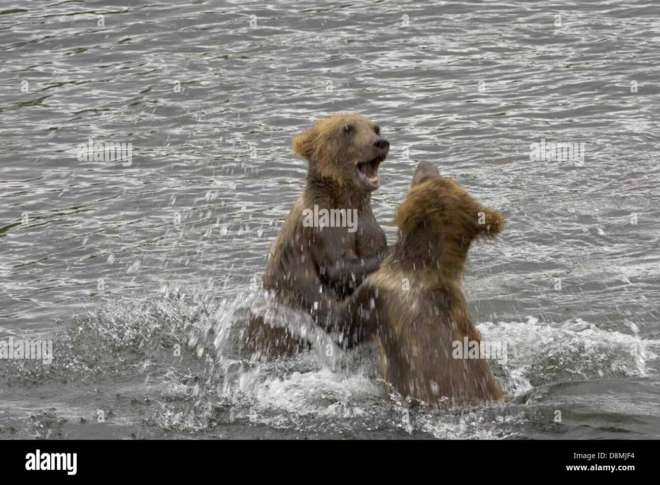 Two grizzly bear cubs playfully interact in the wild, demonstrating ...