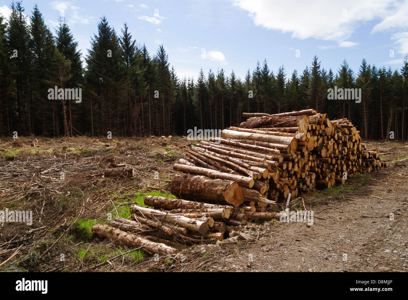 Logging Scots Pine in Lennox Forest, Scotland. Campsie Glen with blue ...