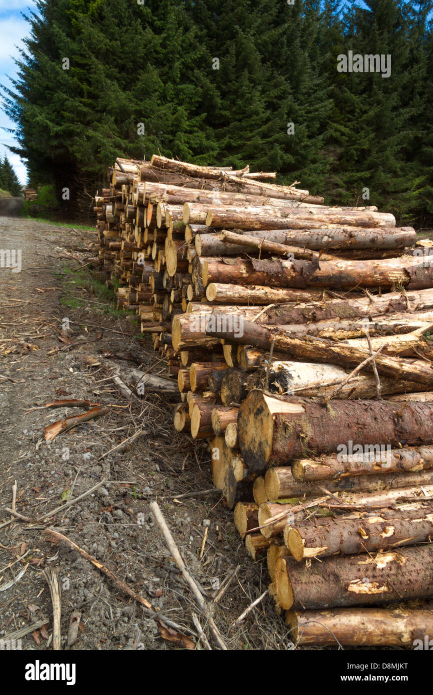 Logging Scots Pine in Lennox Forest, Scotland. Campsie Glen with blue ...