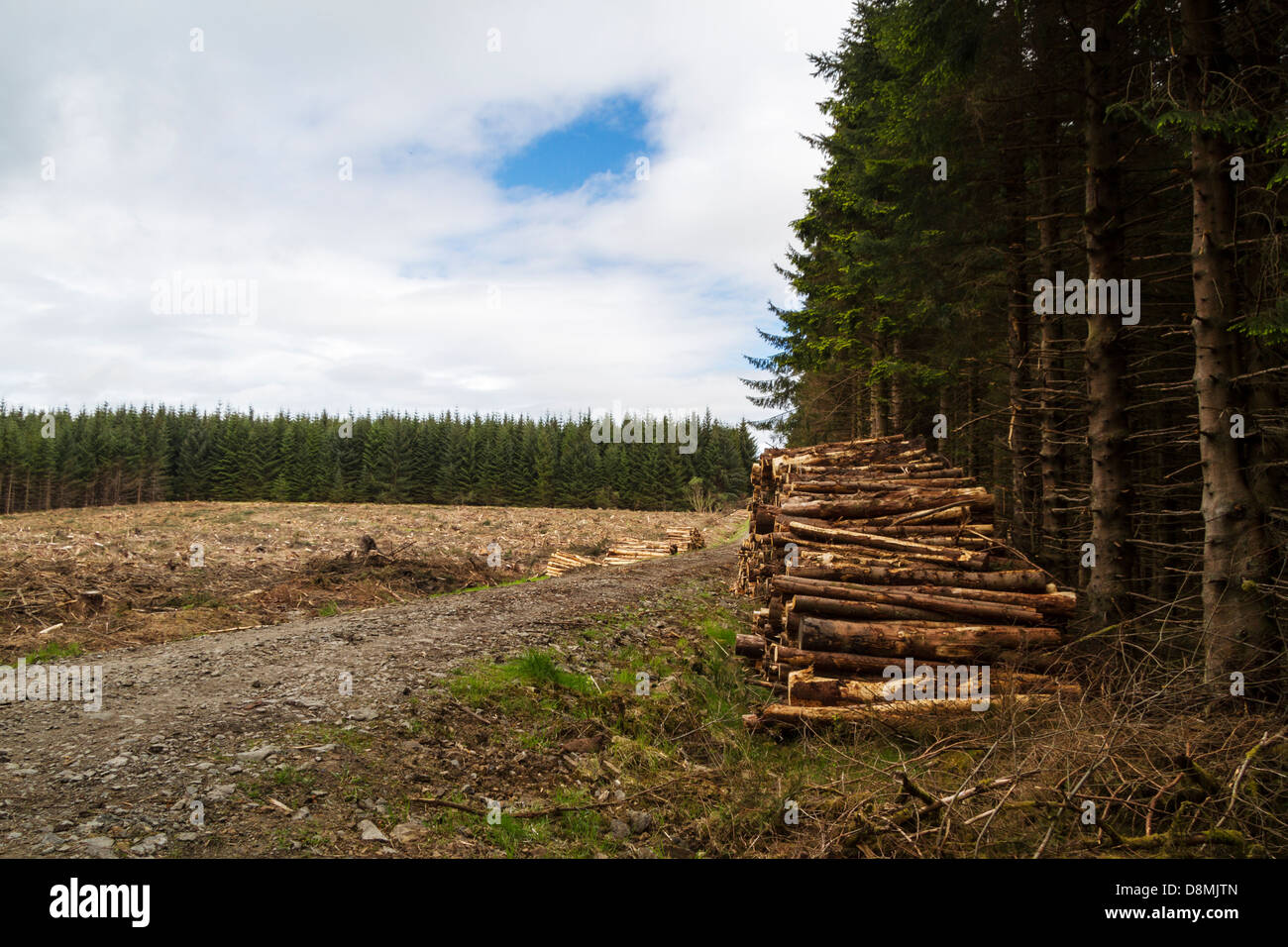 Logging Scots Pine in Lennox Forest, Scotland. Campsie Glen Stock Photo ...