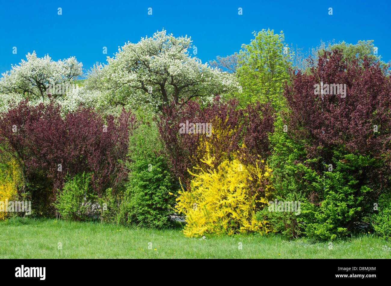 Colorful Bushes In Park In Summer Stock Photo - Alamy